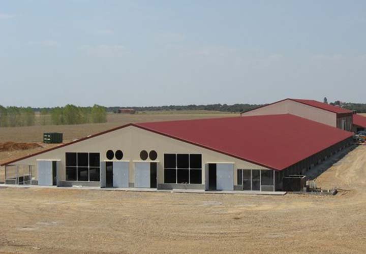 Steel Broiler House-3