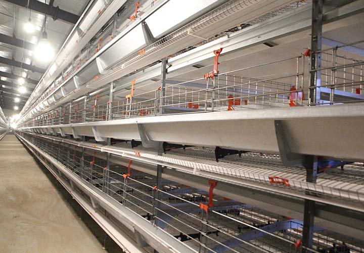 Steel Broiler House-3