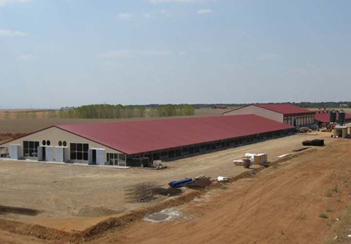Steel Broiler House-3