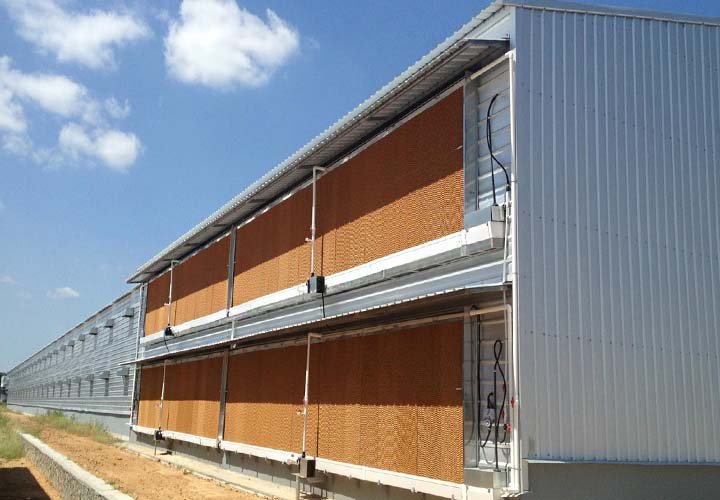 Steel Broiler House-1